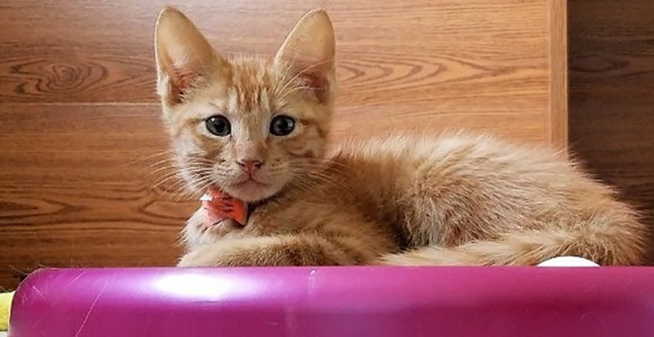 Home - Magnificent Mutts Rescue