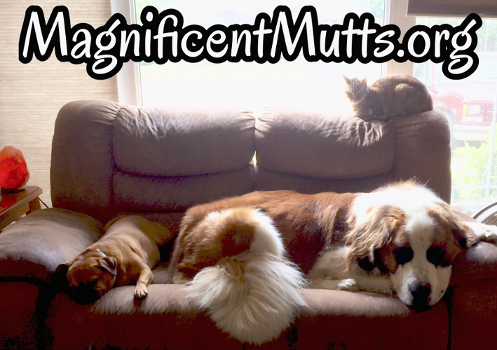 Home - Magnificent Mutts Rescue