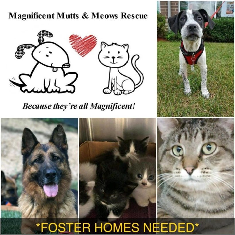 Mag Mutts & Meows Needs You! - Magnificent Mutts Rescue