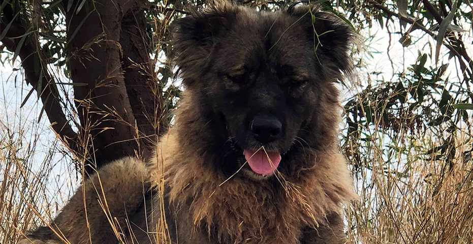 Home - Magnificent Mutts Rescue