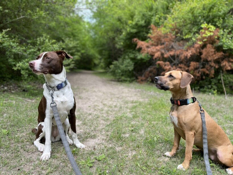 Someone You Should Know - Magnificent Mutts Rescue